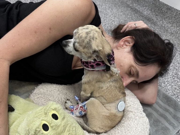 Bow Wow Meow Hero Pet | Pablo, the tiniest dog with the biggest fight