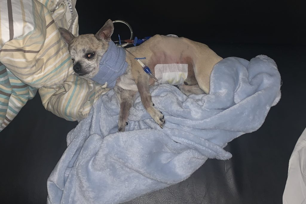 Bow Wow Meow Hero Pet | Pablo, the tiniest dog with the biggest fight