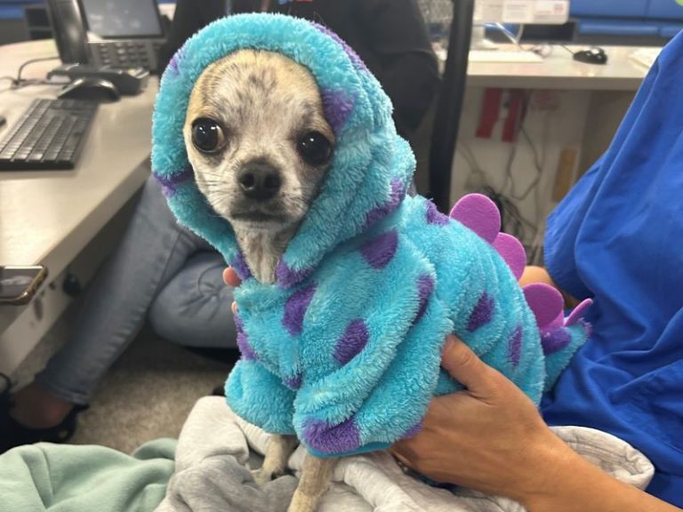 Bow Wow Meow Hero Pet | Pablo, the tiniest dog with the biggest fight