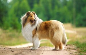 30 Fluffy Dog Breeds (Big and Small)
