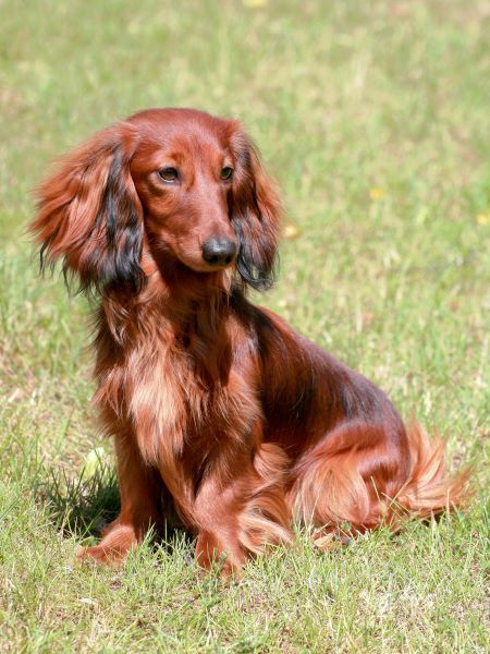 Dachshund Dog Breed: Profile, Personality, Facts