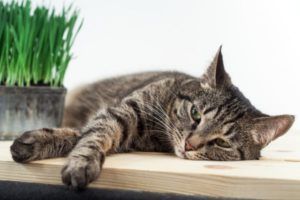 List of 10 of the most common Cat Diseases & Health Problems