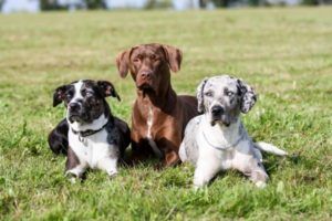 Hunting Dog Breeds - Best Dogs for Hunting
