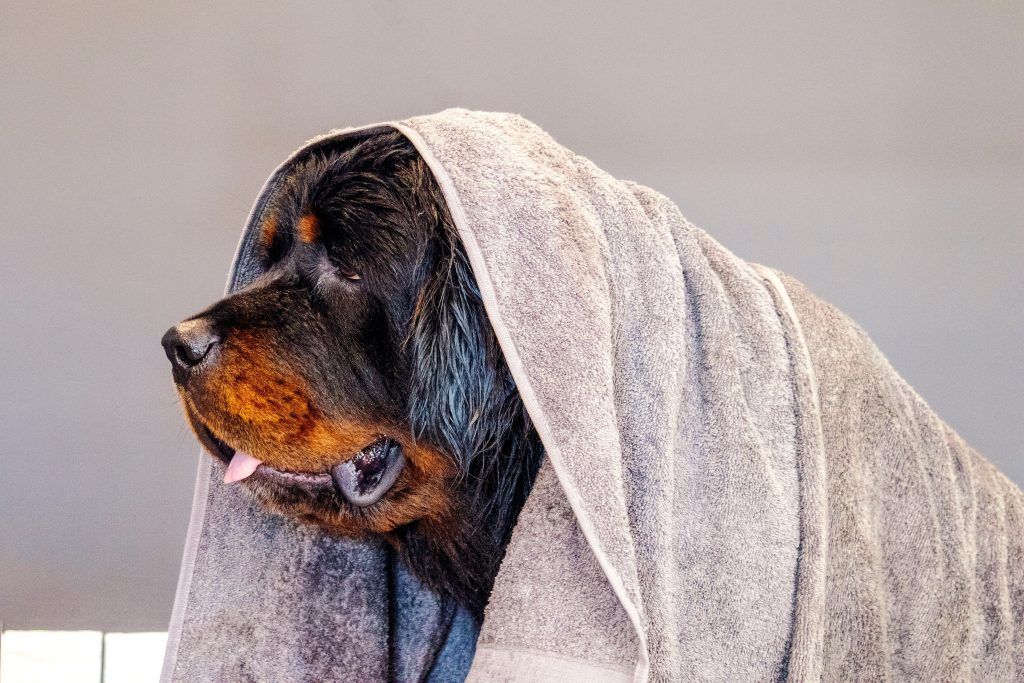 Top Boy Dog Names | Unique Ideas for Your Male Puppy Dog