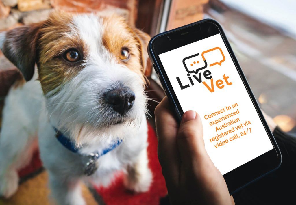Get access to 24/7 Live Vet support