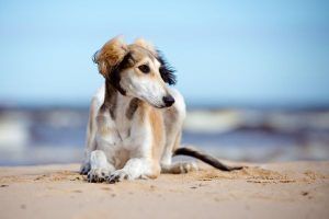 Saluki Dog Breed: Profile, Personality, Facts