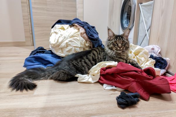 Cats behaving badly - the 10 most disgusting things cats do