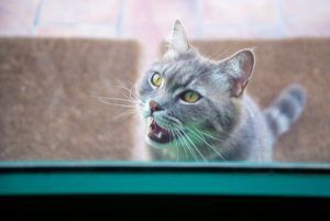 Why does my cat keep meowing? How to understand & stop it
