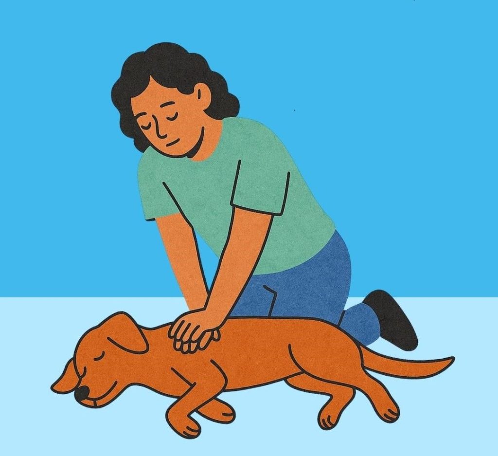 Pet First Aid: How to administer CPR to your dog or cat