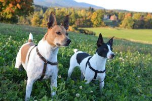 Rat Terrier Dog Breed: Profile, Personality, Facts