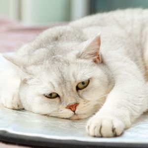 Gastroenteritis in Cats: Causes, Symptoms & Treatment