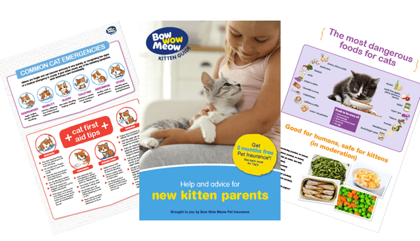 Free kitten advice at each stage of your kitten journey